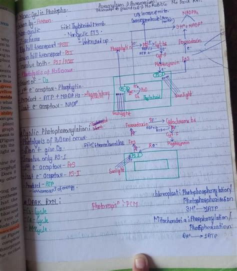Difference Between Cyclic And Non Cyclic Photophosphorylation EduRev NEET Question