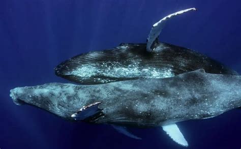 Two Male Humpback Whales Were Photographed Having Sex
