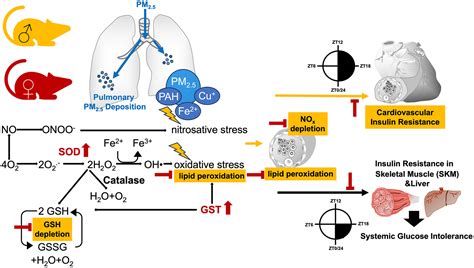 Physiological Reports Vol 13 No 17