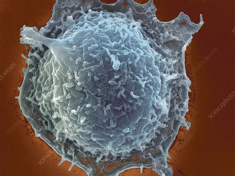 Lymphocyte Sem Stock Image C0124954 Science Photo Library