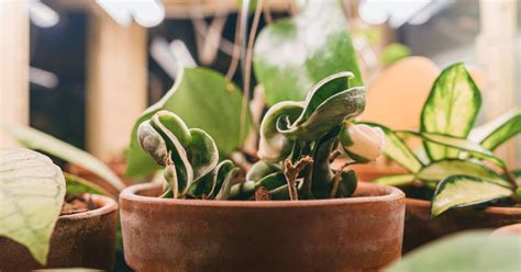 Hoya Plant Plantilio