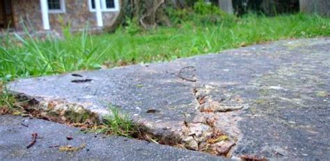 What To Do About A Sidewalk Damaged By Tree Roots Today S Homeowner