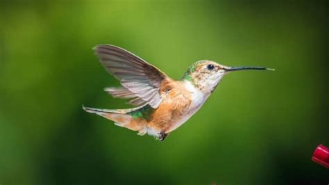 Do Hummingbirds Migrate On The Backs Of Geese Know The Facts