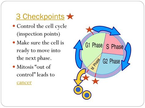 Cell Cycle Checkpoint Sensitive At Harry Adell Blog