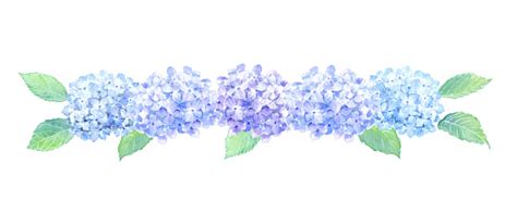 Ilustrasi Cat Air Dari Garis Hydrangea Ilustrasi Stok Unduh Gambar
