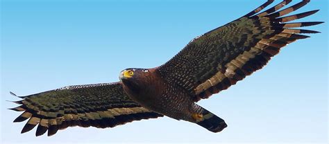 The Crested Serpent Eagle Critter Science