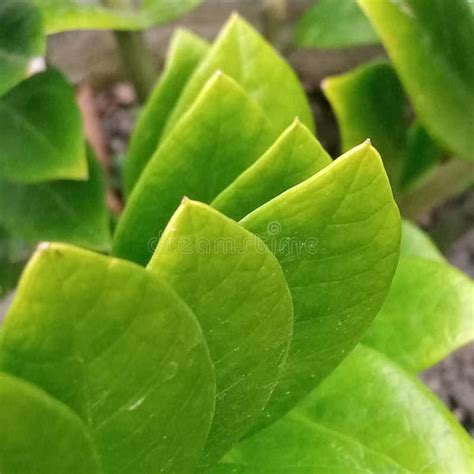Leaf Concept On Natural Background With Abstract Structure In Asia