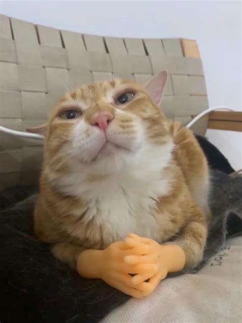 Семейное фото коты живность Safereactor