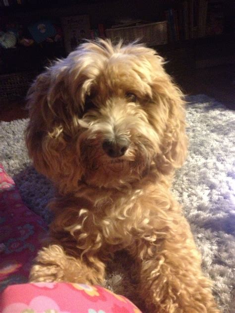 Spoodle Cocker Spanielpoodle Cross