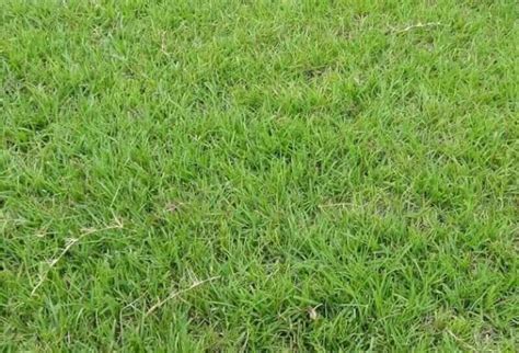 Best Grass Seed For Georgia