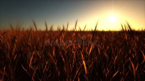 Animation Loop Yellow Gold Flare Light Vertical Lines Wave Animation