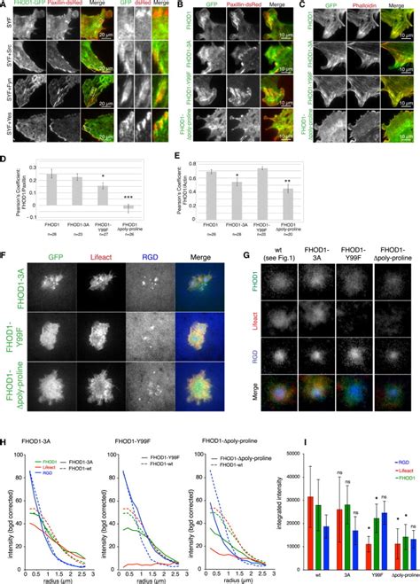 FHOD1 Is Needed For Directed Forces And Adhesion Maturation During Cell Spreading And Migration