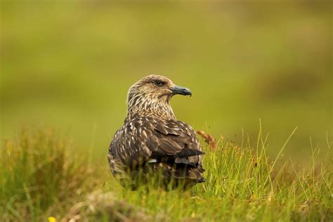 Ranked Top 5 Best Birds In Orkney Orkney Native Wildlife Project