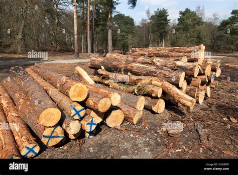 Stack Of Logged Trees In The Forest Frensham Surrey England United Kingdom Europe Stock