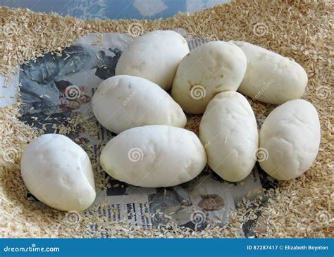 Royal Ball Python Eggs Stock Image Image Of Horizontal 87287417