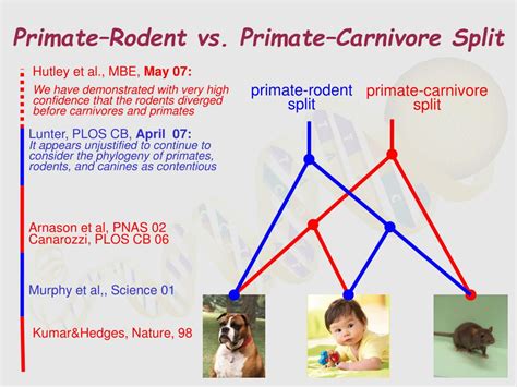 Ppt Genome Rearrangements From Biological Problem To Combinatorial Algorithms And Back