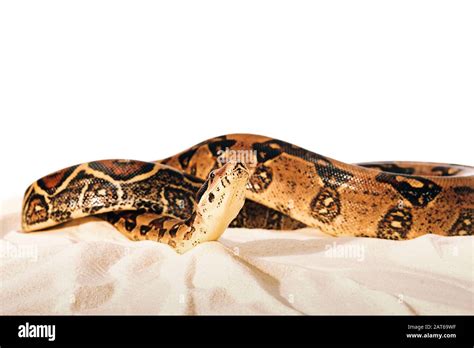 Selective Focus Of Twisted Python On Sand On White Background Stock