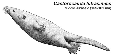 What Was The Ancestor Of The First Mammal R Evolution
