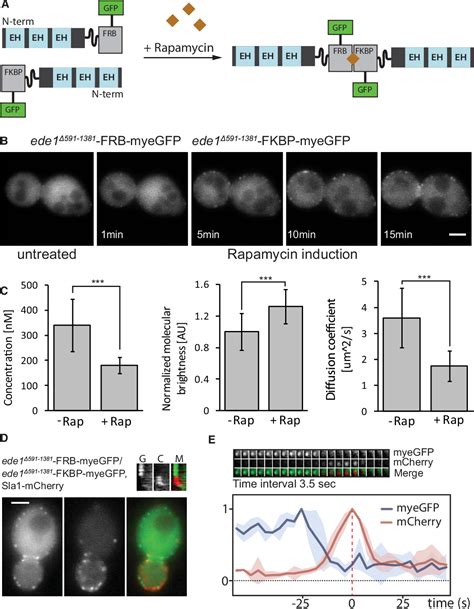 Figure 2 From Quantification Of Cytosolic Interactions Identifies Ede1