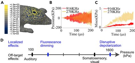 Effects Of Focused Ultrasound In A “clean” Mouse Model Of Ultrasonic Neuromodulation Iscience