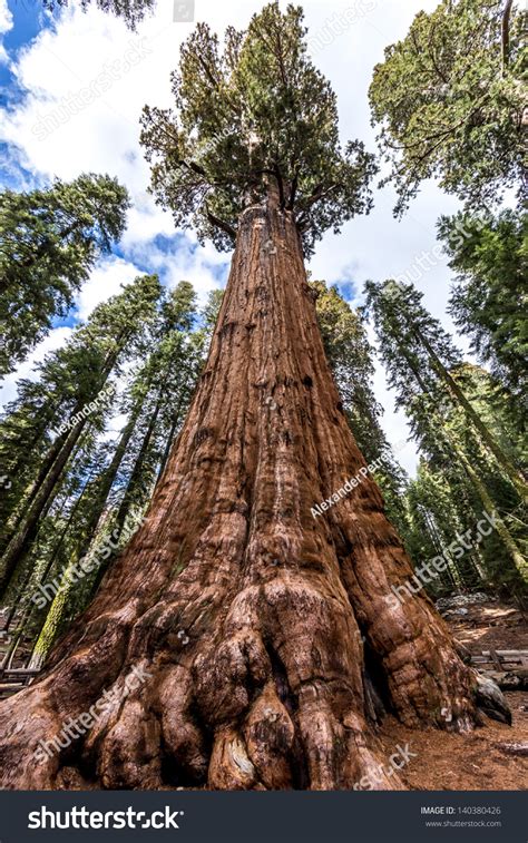 Largest Tree In The World