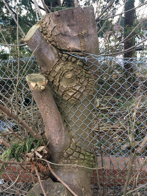 Tree Growing Through A Fence R Mildlyinteresting