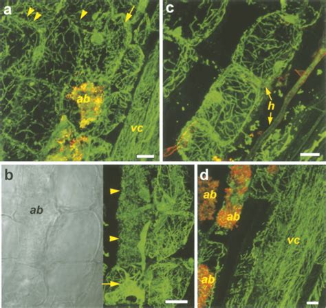 A D Microtubule Orientation In Inner Cortical And Vascular Cells