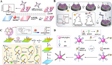 A Schematic Illustration Of An Ecl Biosensor Based On Polymeric