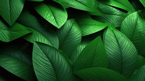 Green Leaves Have Dark Backgrounds 3d Render Leaves Background Green