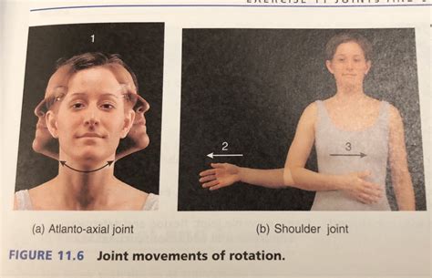 Joint Movements Of Rotation Diagram Quizlet
