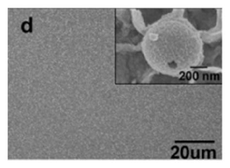 SEM Images Of A SiO Spheres B And D Silica Ni Si O OH Download Scientific Diagram