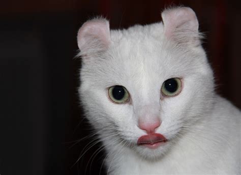Everything Cats On Tumblr