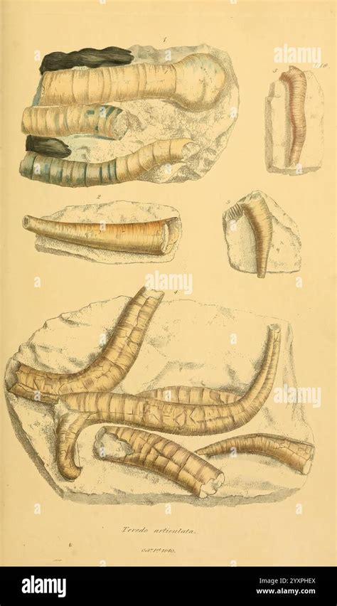 The Mineral Conchology Of Great Britain London Printed By B Meredith 1812 1846 Great