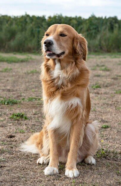Premium Photo Golden Retriever Looking Away On Field