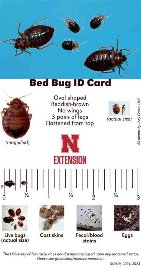 Actual Bed Bug Size