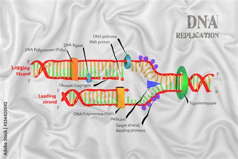 Dna Replication Schematics Stock Illustration Adobe Stock