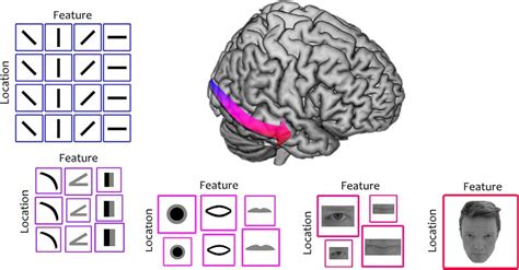 neuroscience is there knowledge of the receptive field patterns of