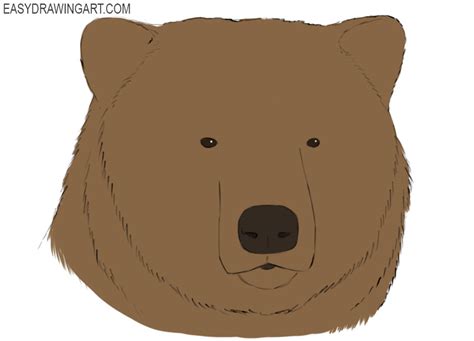 How To Draw A Grizzly Bear Face Easy