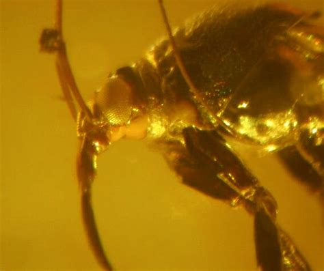 Fossil Amber Assassin Bug