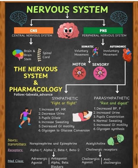 Nervous System Definition Divisions And Functions Dr S0 Mikaye