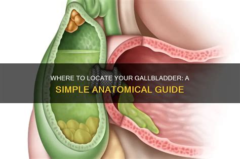 Where To Locate Your Gallbladder A Simple Anatomical Guide Medshun