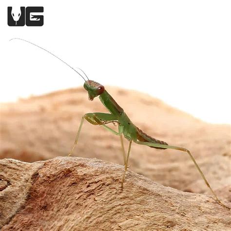 Giant Shield Mantis Underground Reptiles