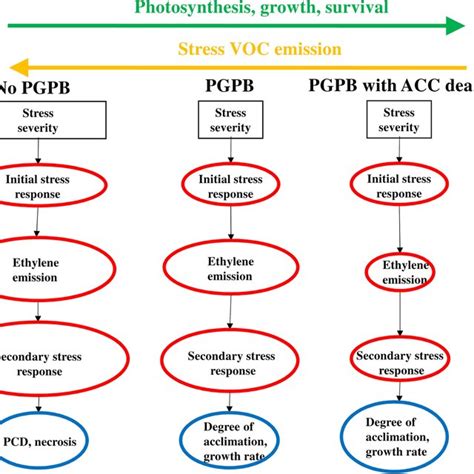 Simplified Schemes Of The Impact Of A Severe Stress On Plant
