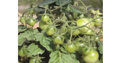 Балансираната храна е предпоставка за богата реколта Български Фермер