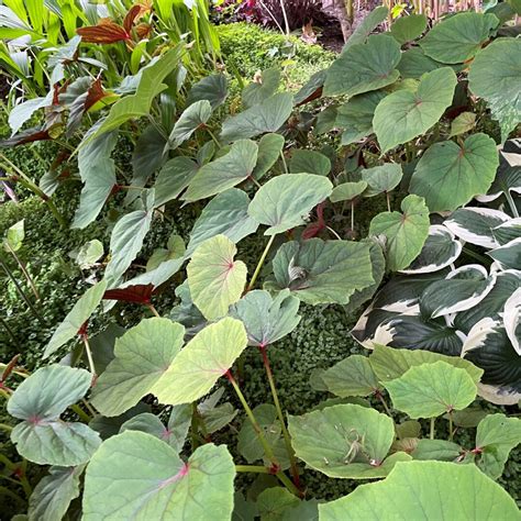 Begonia Grandis Hardy Begonia 45 Pot Little Prince Of Oregon