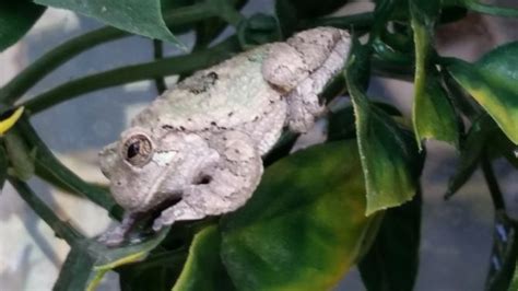 How To Tell If Your Tree Frog Is Male Or Female 9 Steps