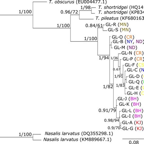 Bayesian Inference Tree Of Hypervariable Region I Bayesian Inference