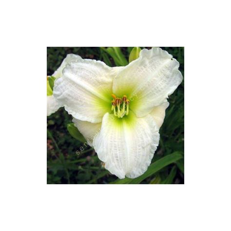 Hemerocallis Gentle Shepherd Hémérocalle Blanche