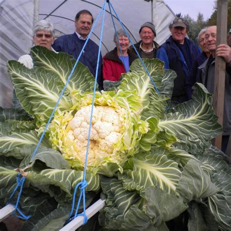 The Largest Vegetables And Fruits That Hit The Guinness Book Of Records