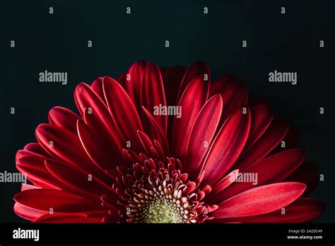 Red Daisy Flower